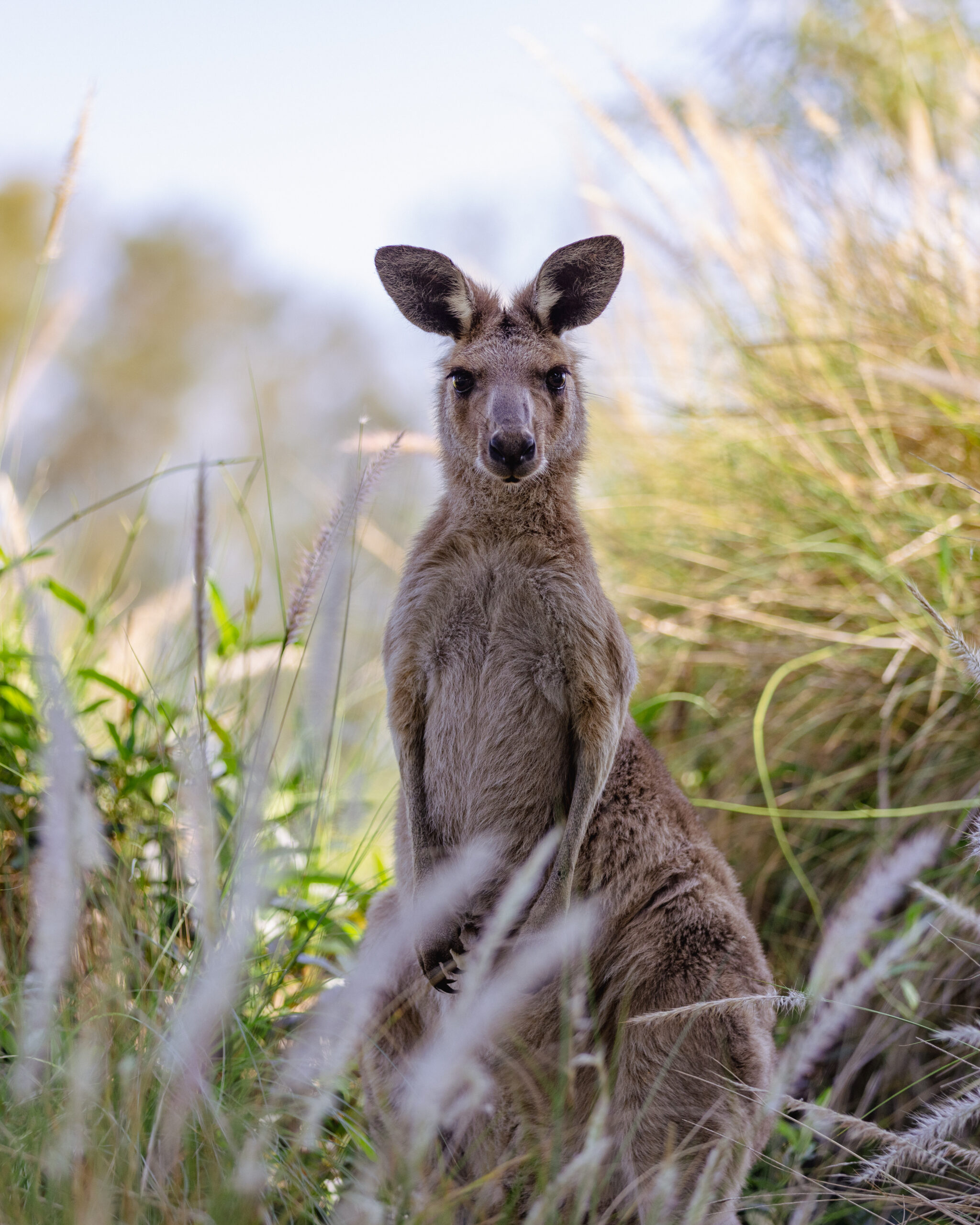 On the Road >> Course Review >> Links Hope Island Golf Club - Signature ...